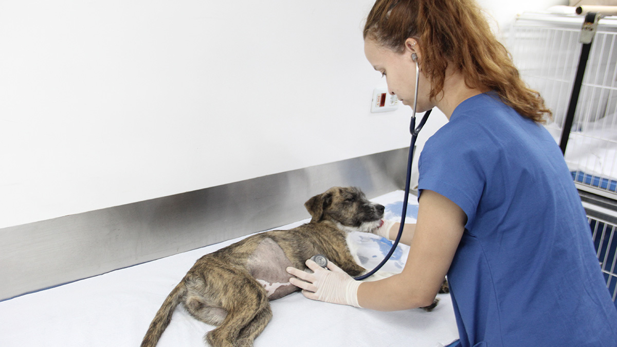 Jandira está com inscrições abertas para campanha de castração animal ... Jandira está com inscrições abertas para campanha de castração animal ...
