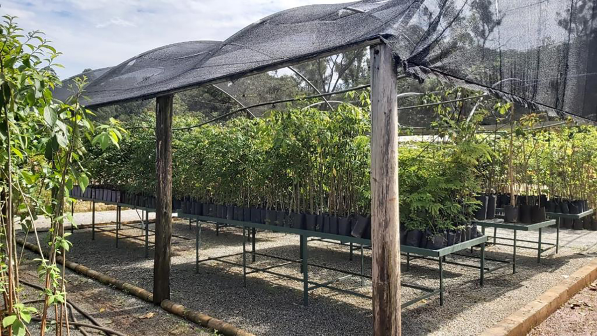 Viveiro Municipal de Barueri segue com doação de mudas de plantas ...